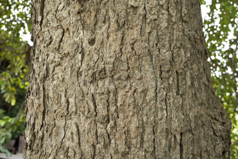 Dry Tree Bark Texture and Background, Nature Concept Stock Image ...