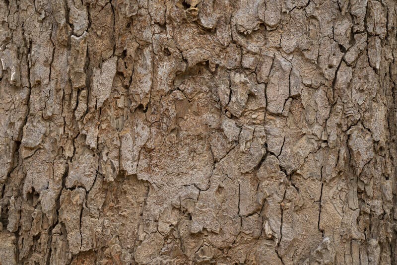 Dry Tree Bark Texture and Background Stock Photo - Image of timber ...