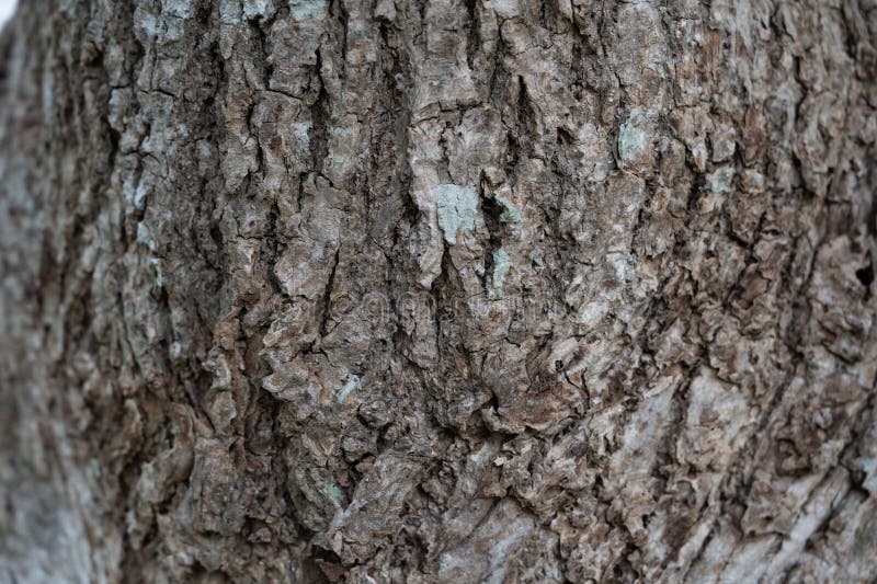 Dry Tree Bark Texture and Background Stock Image - Image of plant ...