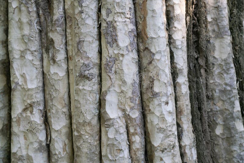Dry Tree Bark Texture and Background, Nature Concept Stock Image ...