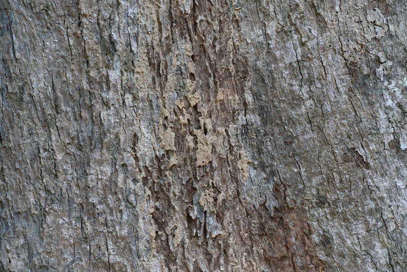 Dry Tree Bark Texture and Background, Nature Concept Stock Image ...