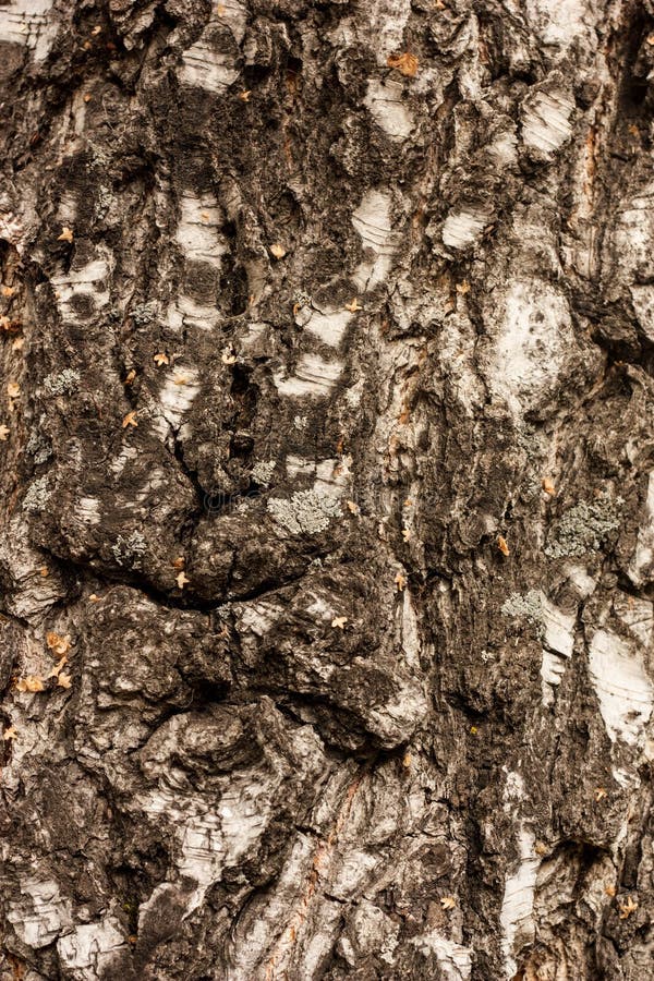 Dry Tree Bark Texture Background Stock Photo - Image of peel, line ...