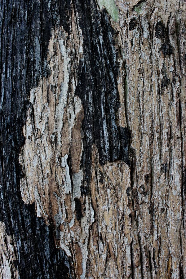Dry Tree Bark Texture Background. Photo Stock Photo - Image of macro ...