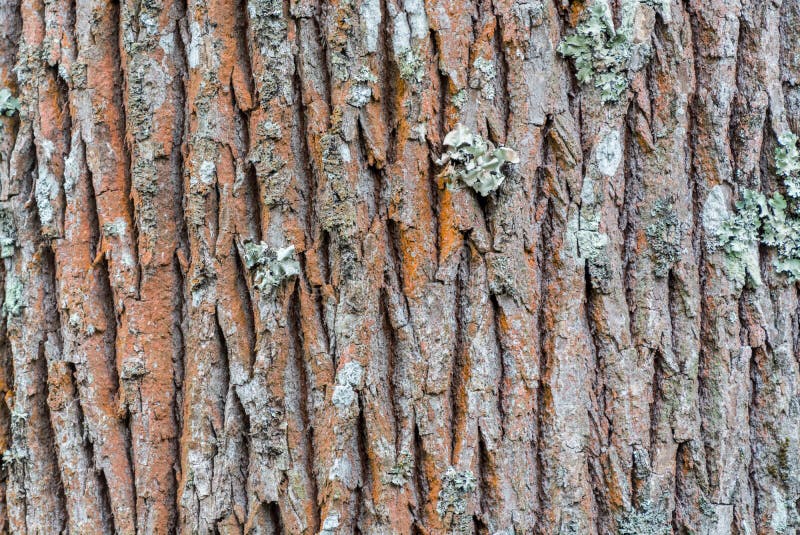 Dry tree bark texture. stock photo. Image of abstract - 114712812