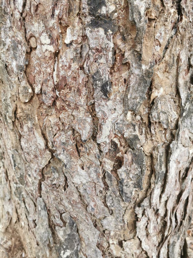 Dry Tree Bark Texture for Background and Wallpaper. Texture of Wood in ...