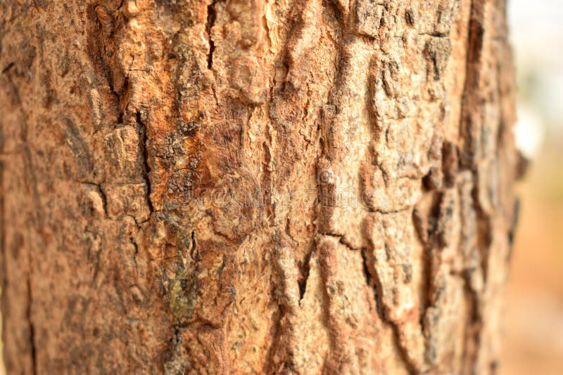 Dry Tree Bark Texture Close Up Background Stock Photography Image Stock ...