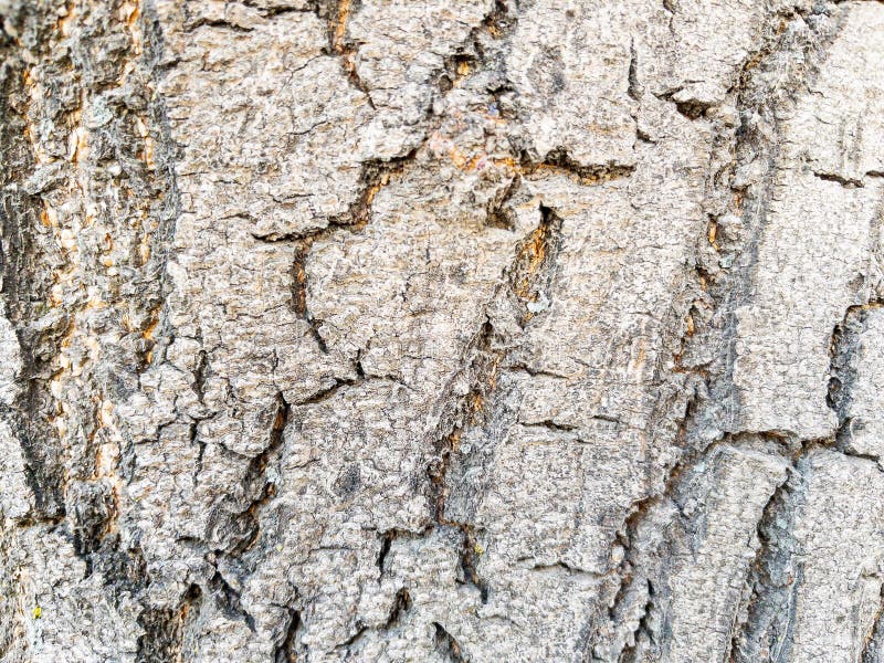 Dry tree bark texture stock image. Image of surface - 374710873