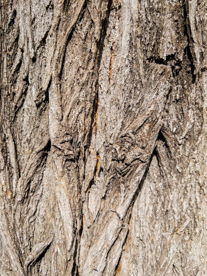 Dry tree bark texture stock photo. Image of detail, wood - 375607816