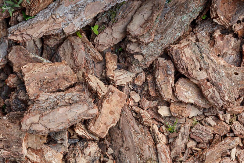 Dry tree bark texture stock photo. Image of nature, rough - 293260764