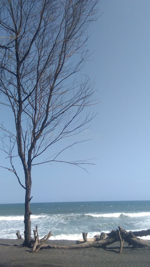 Dry tree on the beach stock image. Image of leaf, tree - 252534729