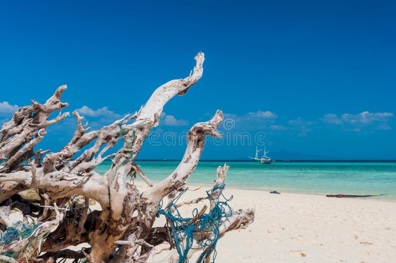 Dry Tree on the Beach with Crystal Clear Water Stock Photo - Image of ...