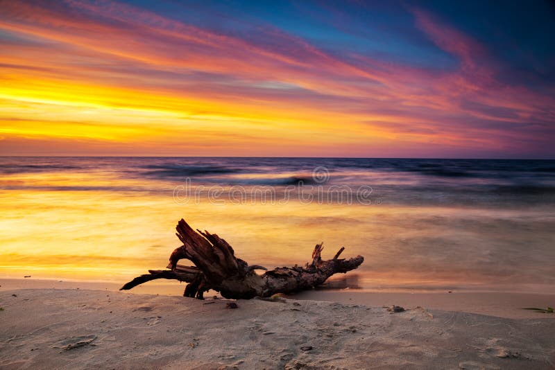 Dry Tree Beach Sunset Over Sea Baltic Stock Photos - Free & Royalty ...