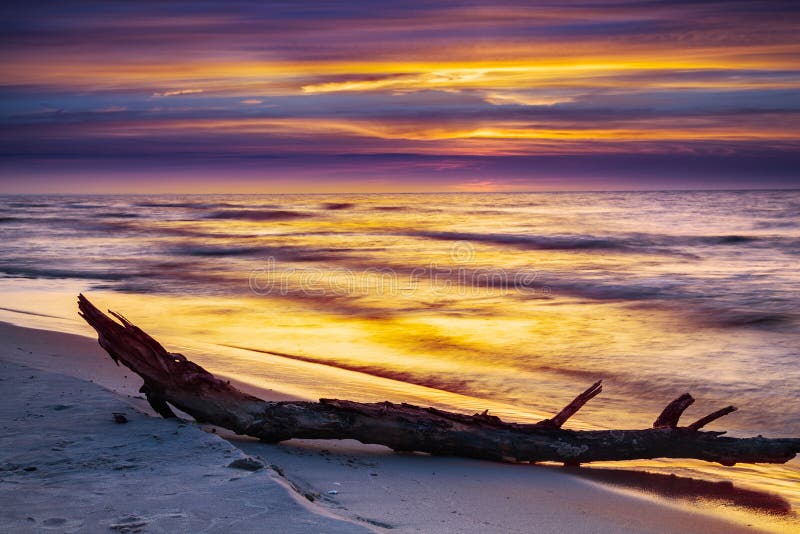 Dry Tree Beach Sunset Over Sea Baltic Stock Photos - Free & Royalty ...