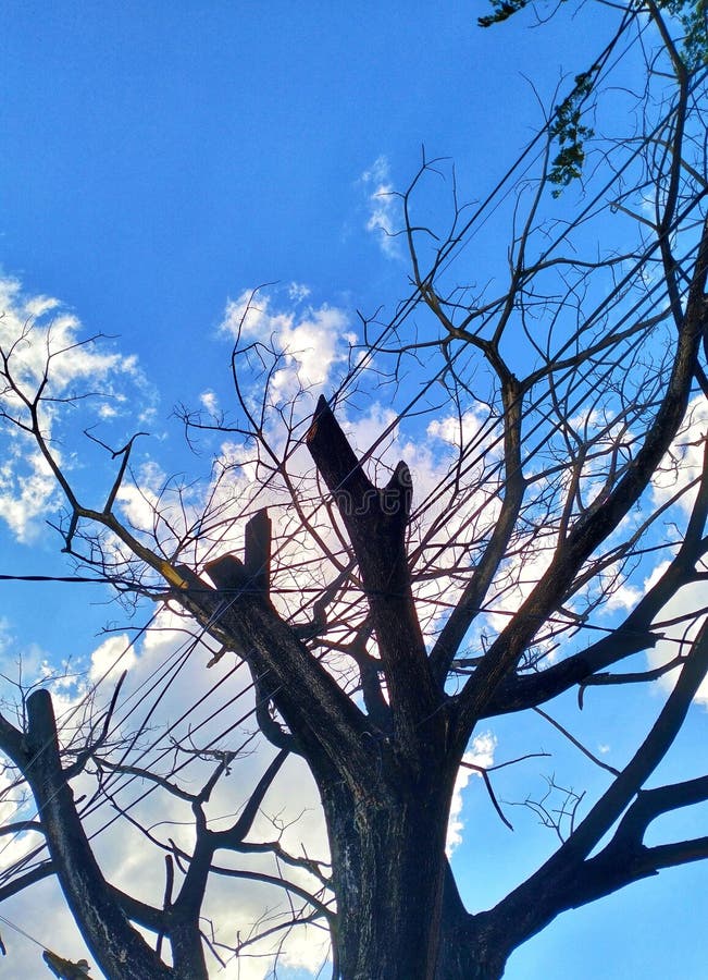 Dry Tree after Being Felled on the Side of the Road Stock Photo - Image ...