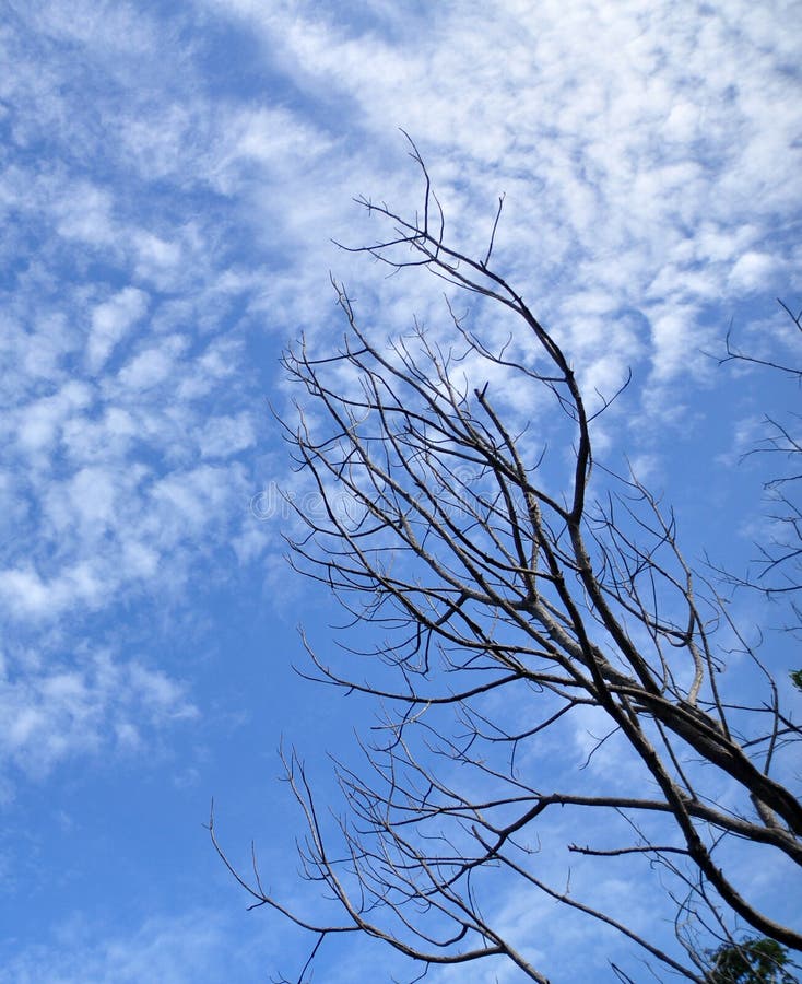 Dry tree and blue sky stock photo. Image of landscape - 24809538