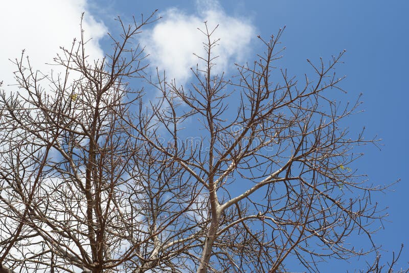 Dry tree stock image. Image of beautiful, natural, tree - 87329875