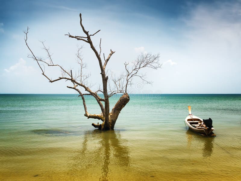 Dry tree and boat in water stock image. Image of nature - 33714003