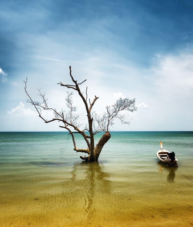 Scenery of Old Boat and Dead Tree Stock Image - Image of landscape ...