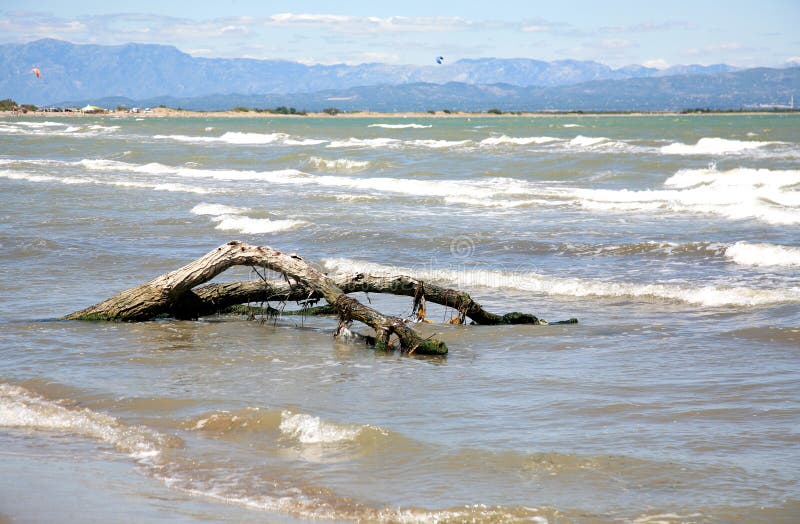 Dry Tree Branch on the Beach Fishing Village Riumar Spain Stock Photo ...