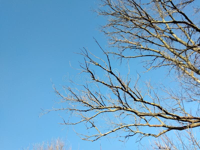 Dry tree branch stock photo. Image of tree, blue, branch - 107393994