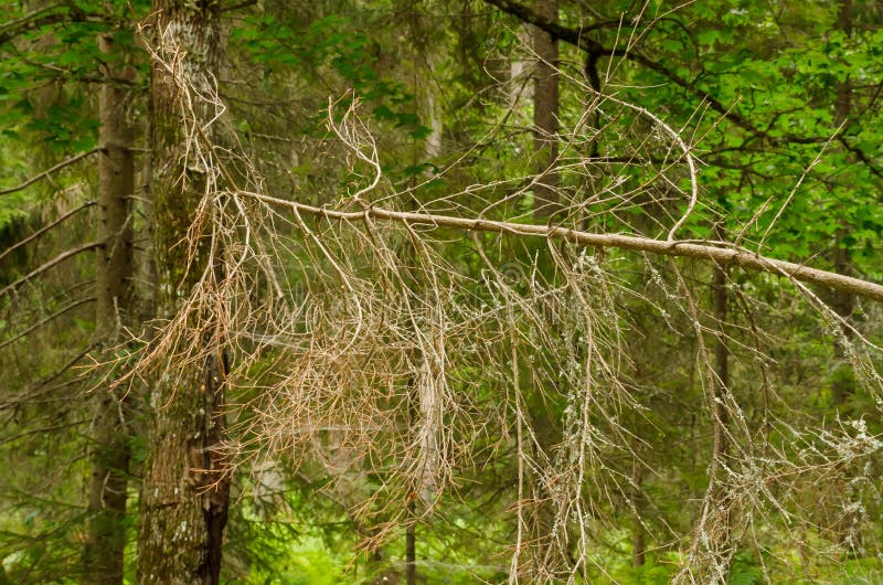 Dry Tree Branch in Green Forest Close-up, Horizontal Photo Stock Photo ...