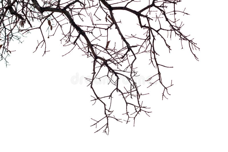 Dry tree branch isolated stock photo. Image of silhouette - 245912484