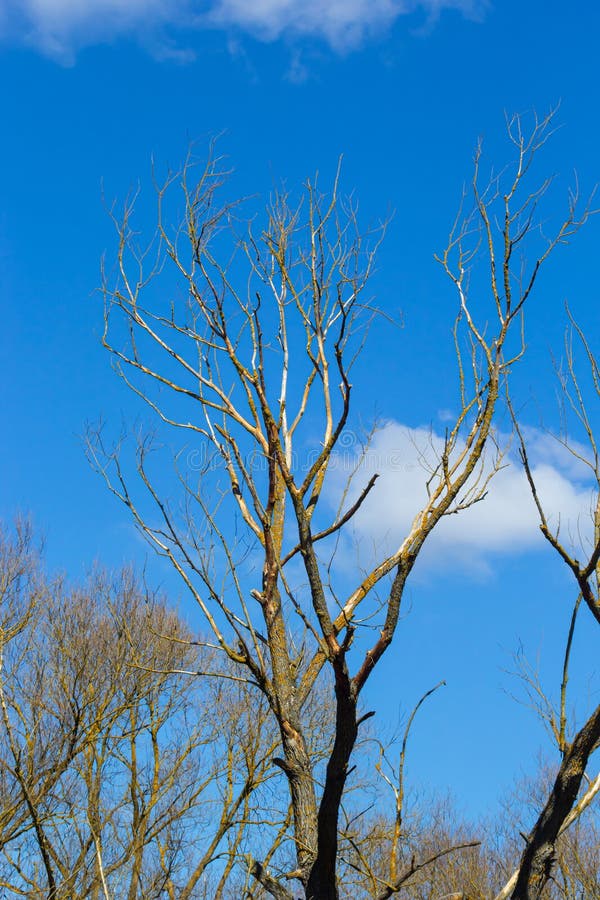 Dry Tree Branch without Leaves on the Background of the Blue Sky with ...