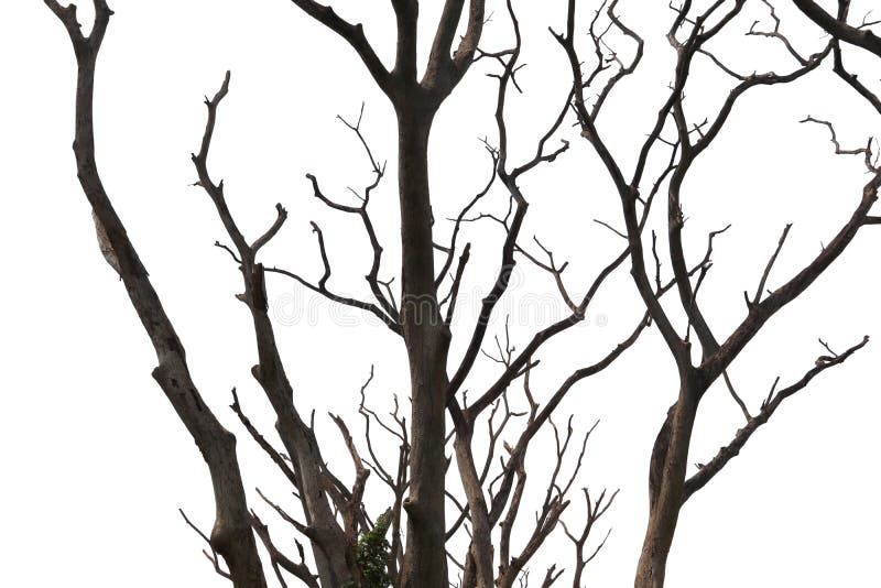 Dry Tree Branch. Part of Single Tree on White Background Stock Image ...
