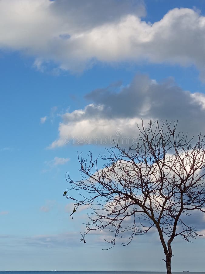 Dry Tree Branch on Pasir Padi Beach Stock Photo - Image of blackplant ...