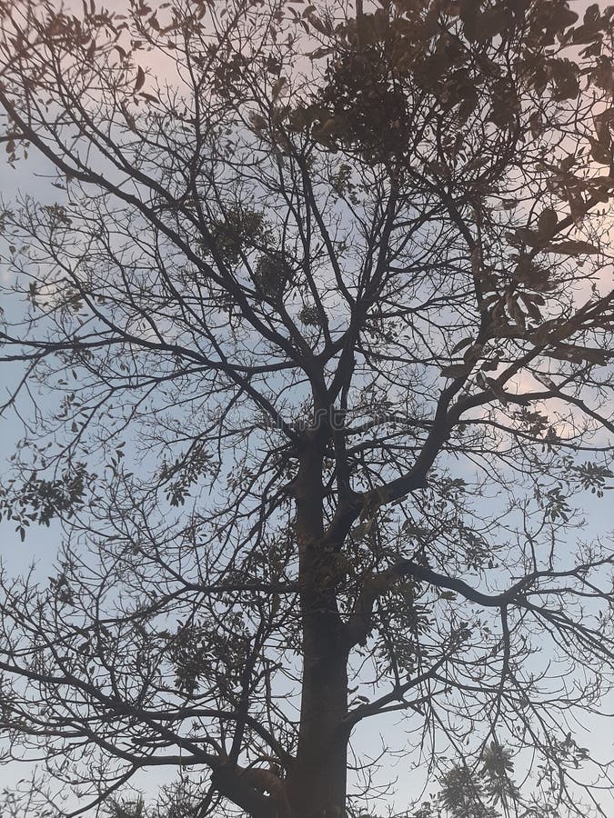 Dry. Tree. Branch. Plant. Morning Sky Stock Photo - Image of forest ...
