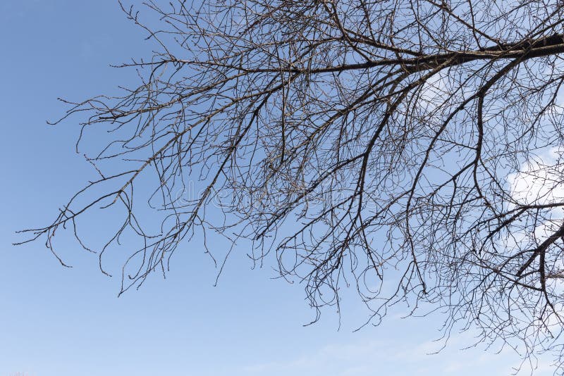 Dry Tree Branch Sky Background Stock Image - Image of background ...