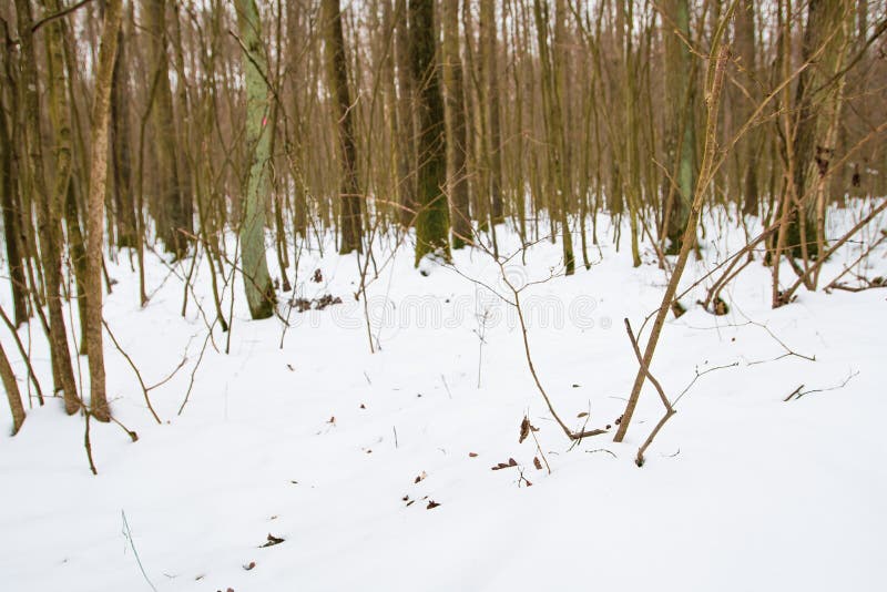 Dry Tree Branch on the Snow in the Winter Forest.soft Focus Stock Photo ...