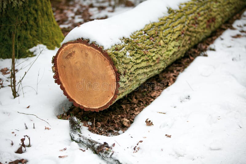 Dry Tree Branch on the Snow in the Winter Forest.soft Focus Stock Photo ...