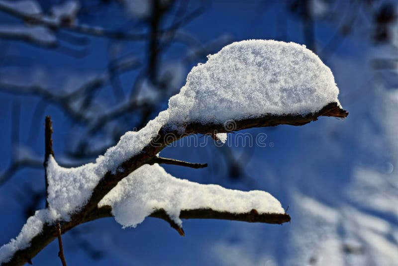 Dry tree branch under snow stock photo. Image of north - 87752366