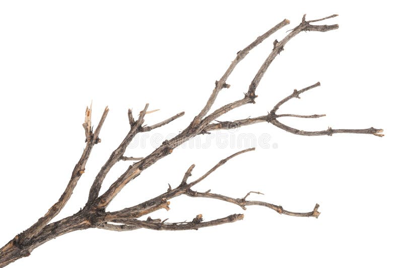 Dry tree branch stock photo. Image of plant, natural - 59201278 Dry tree branch stock photo. Image of plant, natural - 59201278