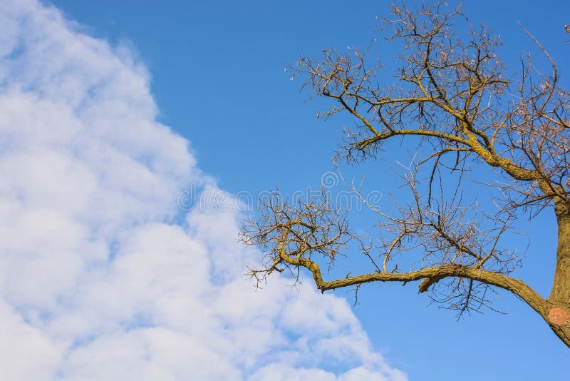 Background Texture: Tree Branches Against the Sky. Big Old Tree with ...
