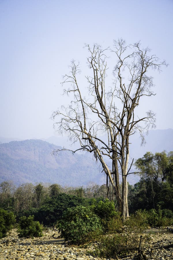 Dry Tree Against Blue Sky Background, Dry Tree Branches Under the Blue ...