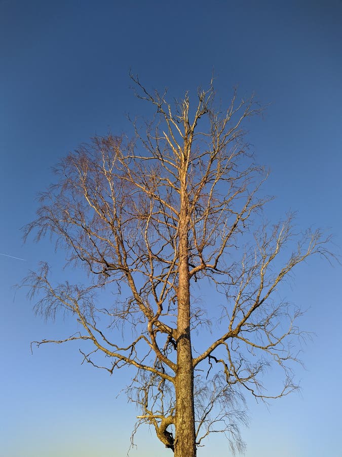 Dry Tree Branches on a Background of Blue Sky in Autumn in a Daytime ...