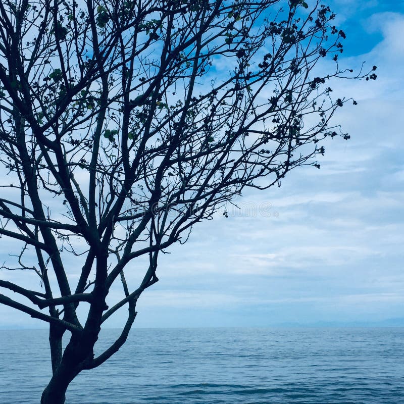 Dry Tree Branches on the Beach Looks Unique and Beautiful Stock Image ...