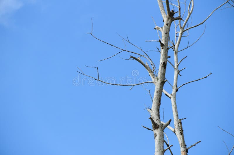 Dry Tree Branches on a Blue Sky Background Stock Photo - Image of twig ...