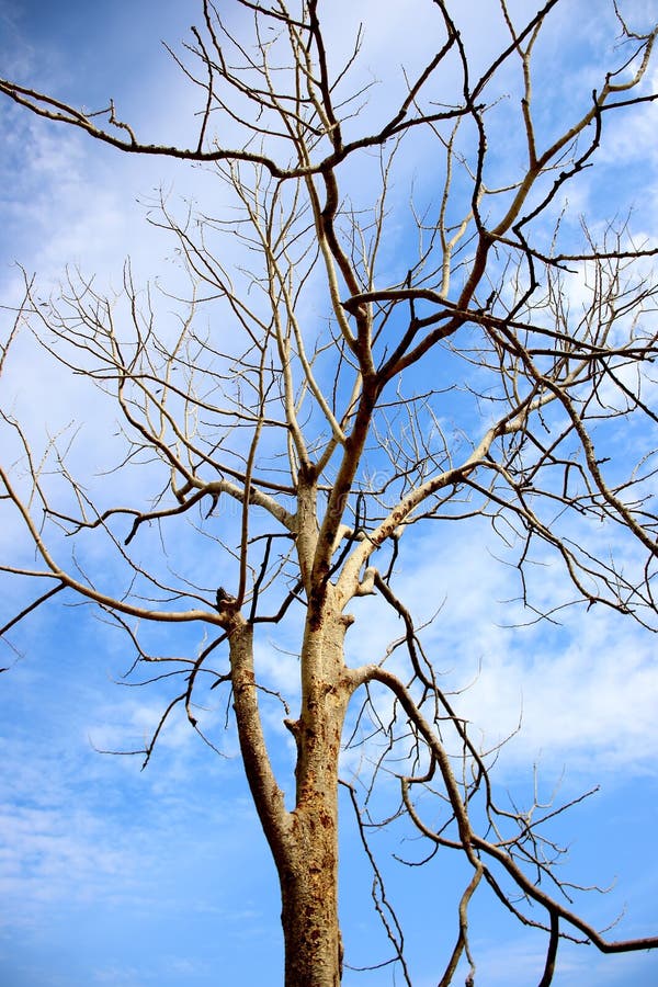 Dry Tree Branches on Blue Sky Background Stock Image - Image of tall ...