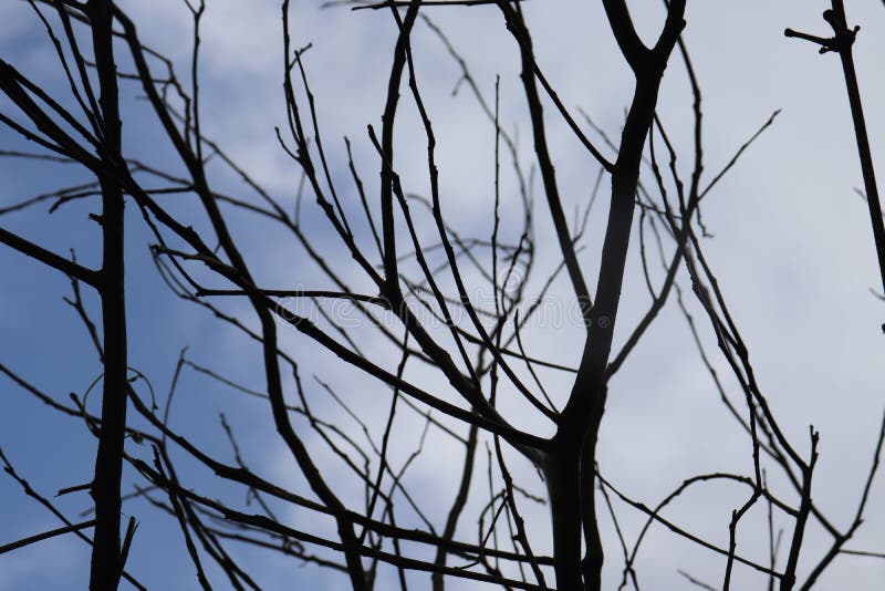 Dry Tree Branches with Blue Sky Backgrounds. Tree Branch Stock Image ...