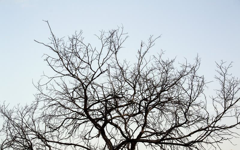 Dry tree branches close up stock photo. Image of branch - 191961728
