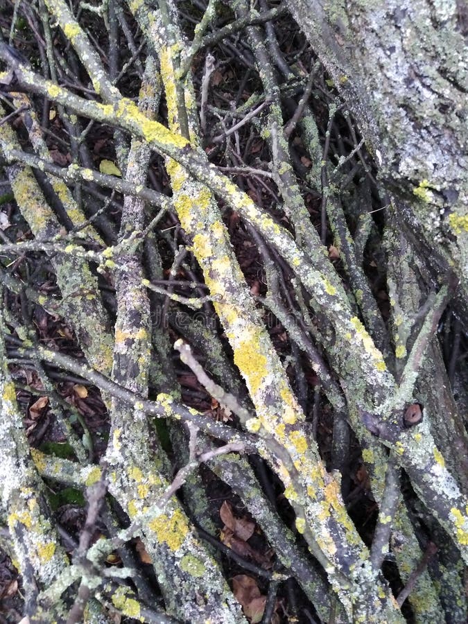 Dry Tree Branches are Covered with Green Moss. Forest Stock Photo ...