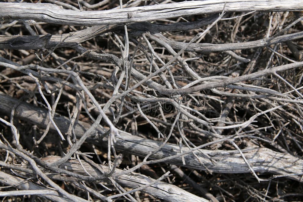 Dry Tree Branches, Dead in Nature Stock Image - Image of branches ...