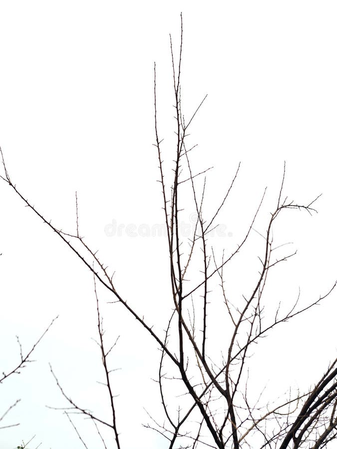 Dry tree branches stock image. Image of season, dead - 139938759