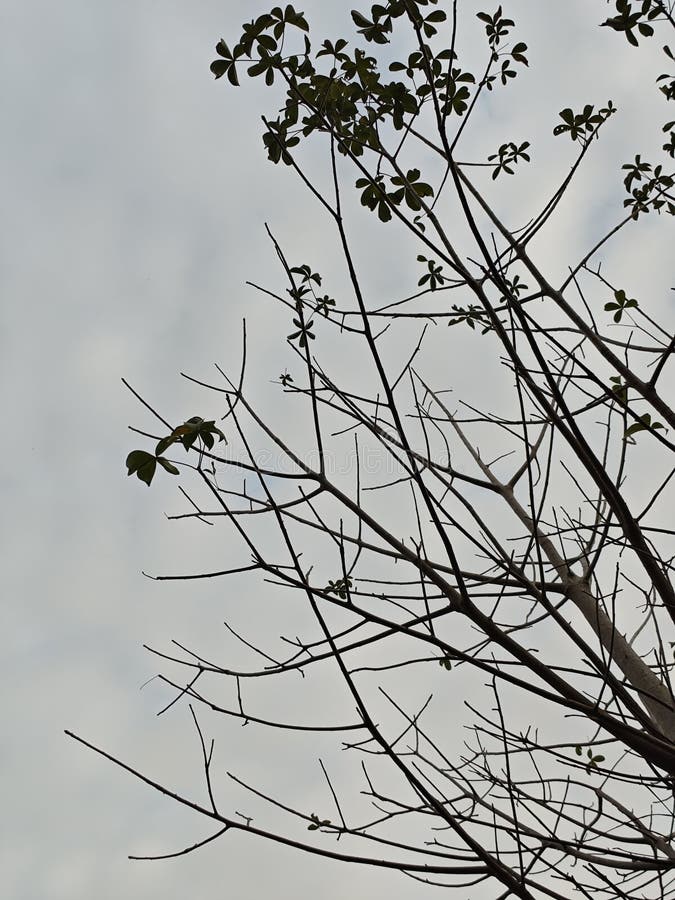 Dry Tree Branches with Few Leaves and Cloudy Sky Background Stock Image ...