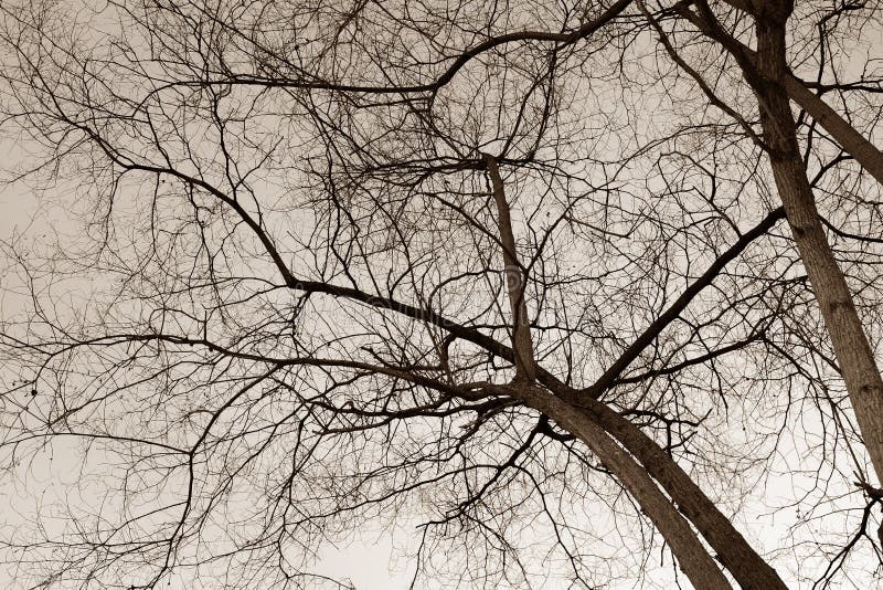Dry Tree Branches in the Forest Background Stock Image - Image of brown ...