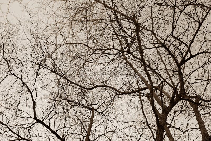 Dry Tree Branches in the Forest Background Stock Image - Image of brown ...