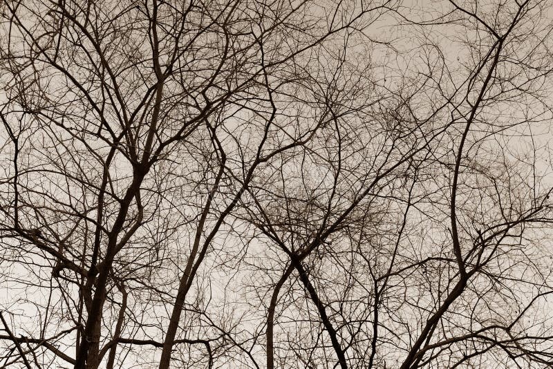 Dry Tree Branches in the Forest Background Stock Image - Image of brown ...